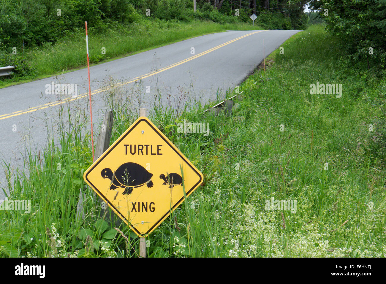 Turtle road crossing hi-res stock photography and images - Alamy
