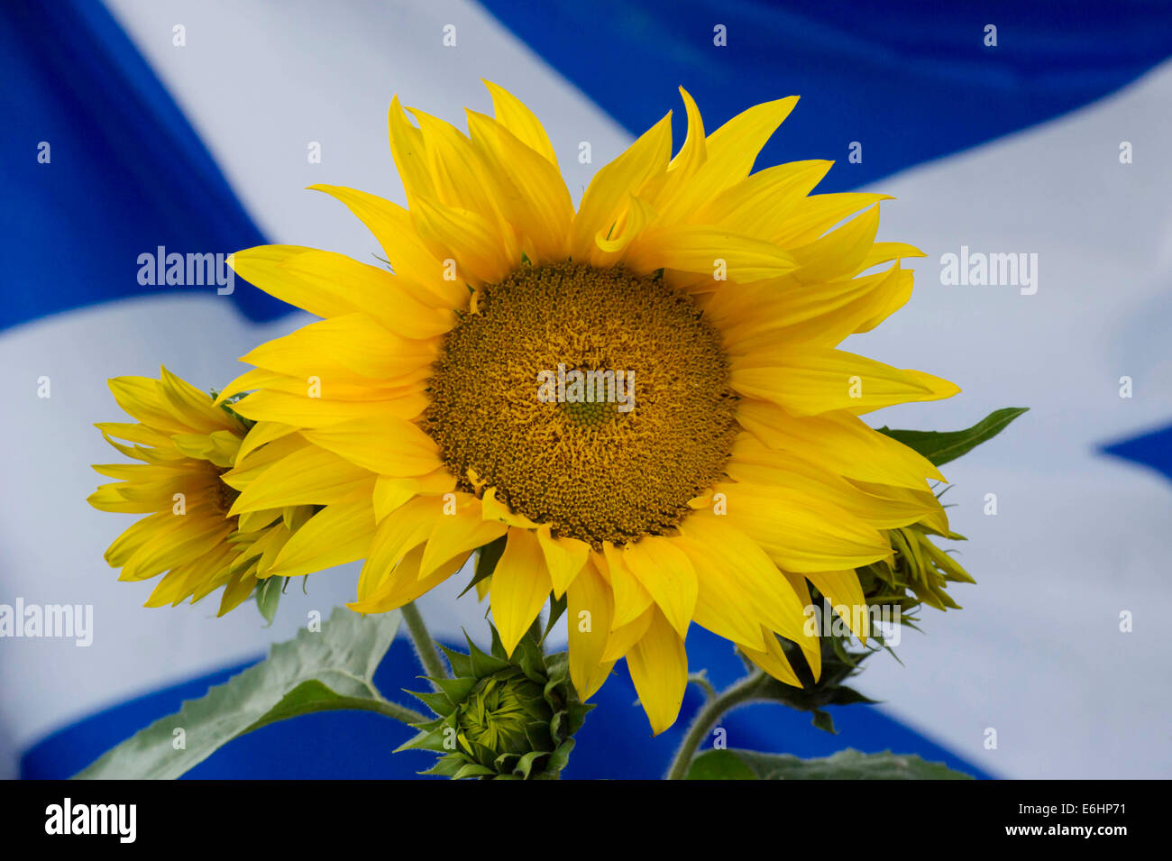 August Flower Border High Resolution Stock Photography and Images - Alamy