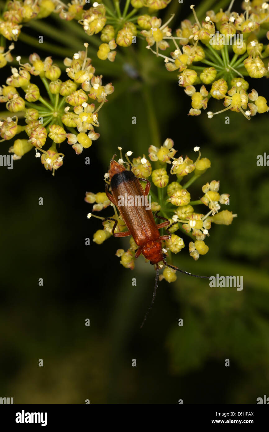 Soldier beetle parsley hi-res stock photography and images - Alamy