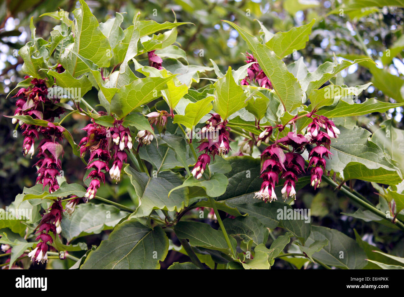 Leycesteria Pheasant Berry Stock Photo - Alamy