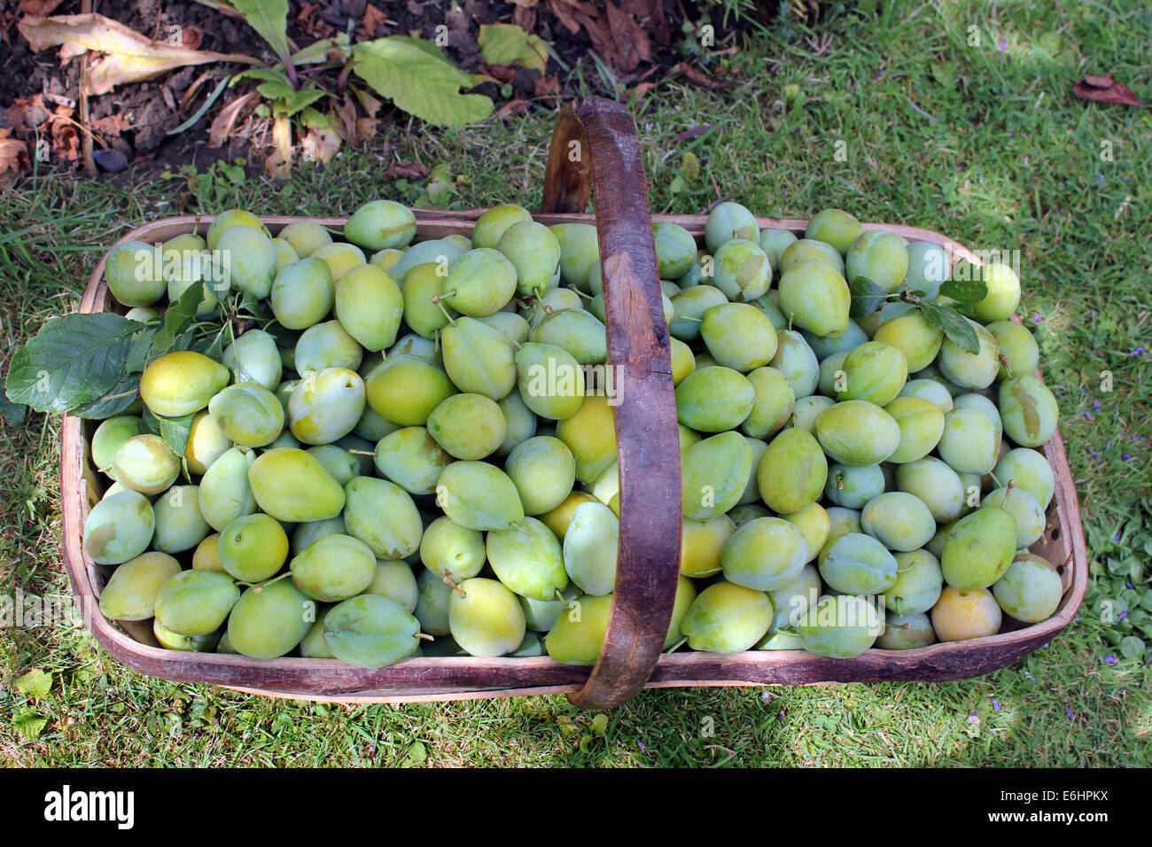 Greengage 'Reine Claude Verte' freshly harvested Stock Photo - Alamy