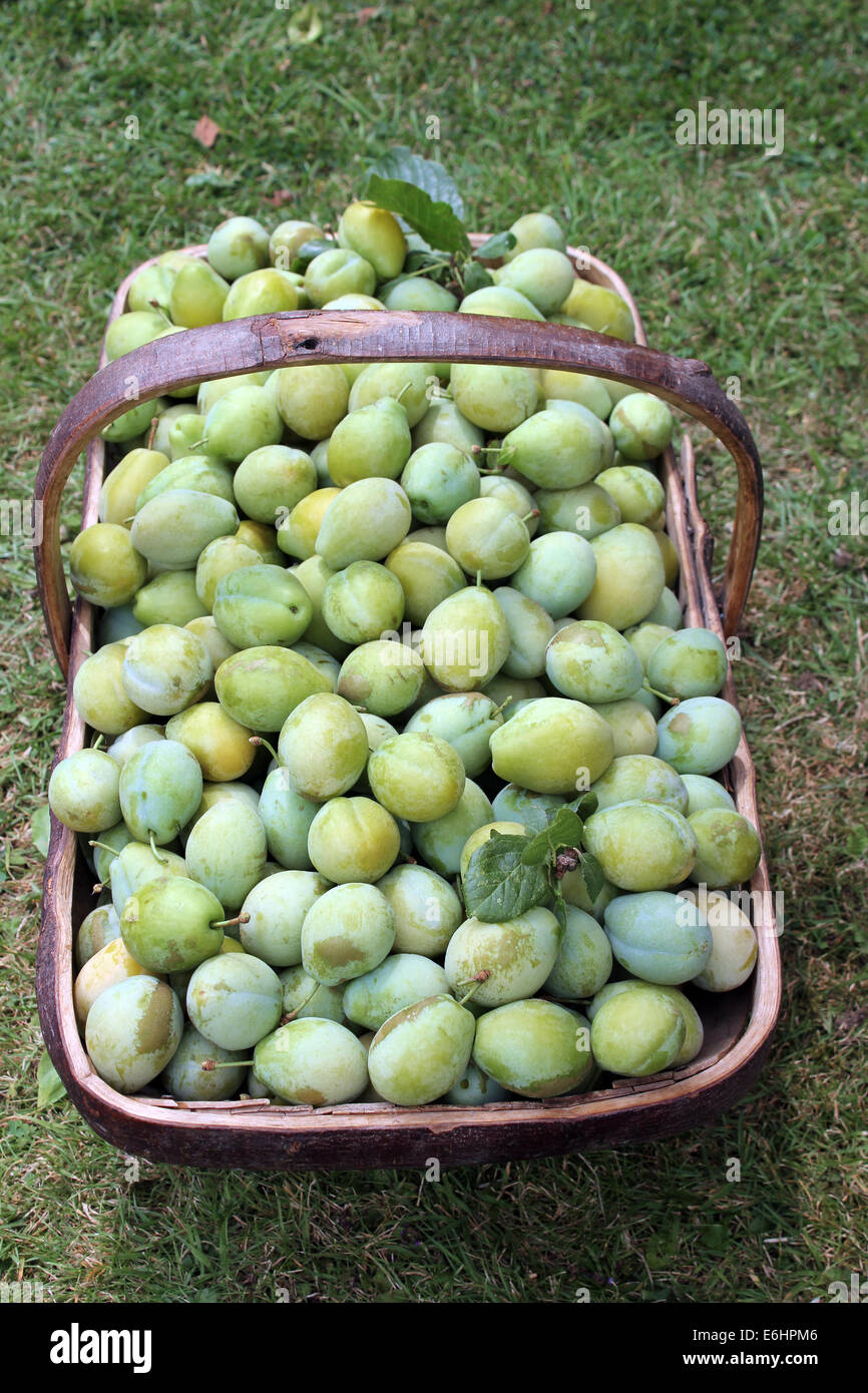 Reine claude verte hi-res stock photography and images - Alamy