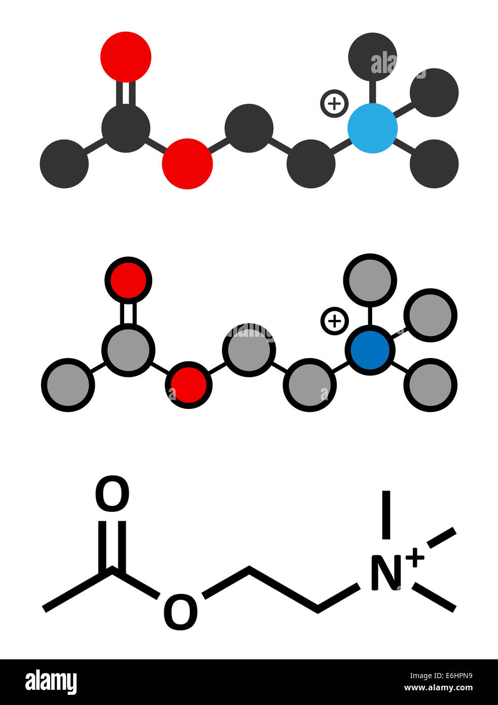 Acetylchloline (ACh) neurotransmitter molecule. Stylized 2D renderings ...