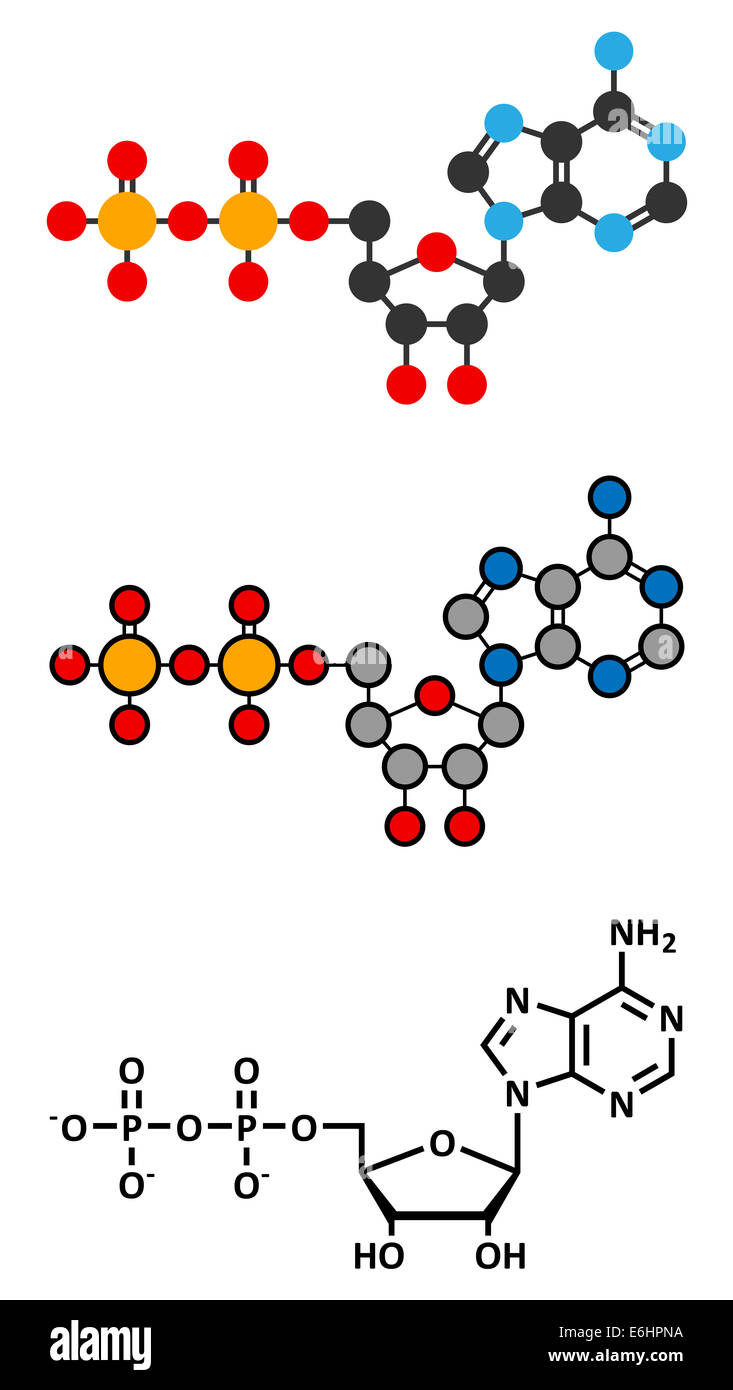 Adenosine diphosphate (ADP) molecule. Plays essential role in energy ...