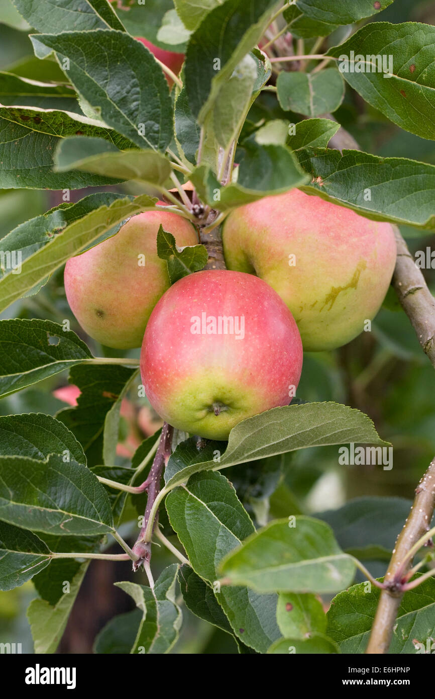 Malus domestica 'Akane'. Apples growing in an English orchard Stock ...