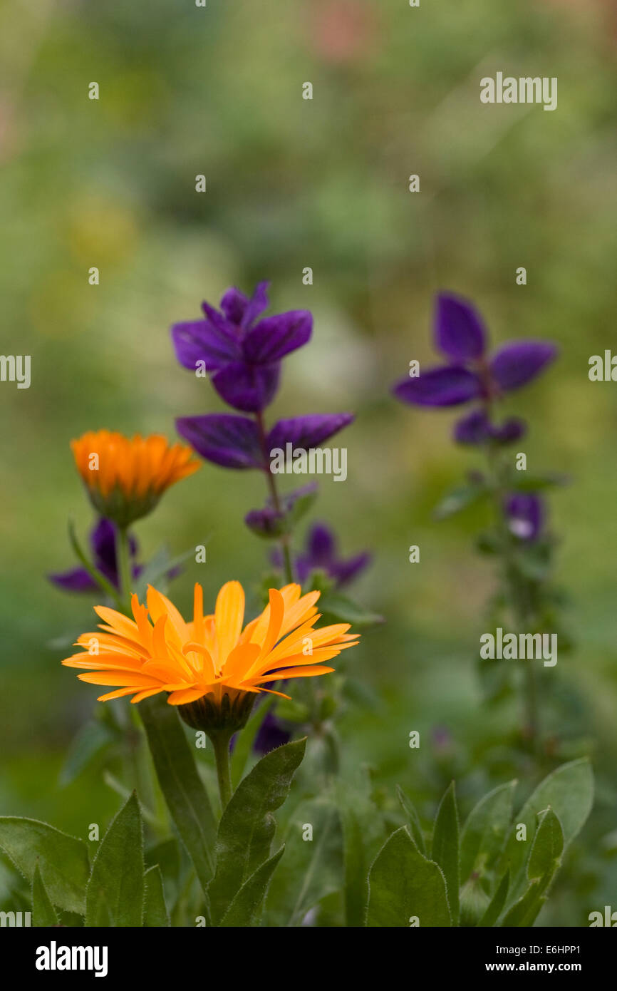 Calendula plant hi-res stock photography and images - Alamy