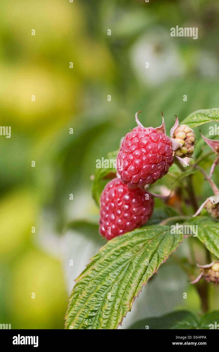 Rubus. Raspberry 'Autumn Bliss' growing in a fruit garden Stock Photo ...