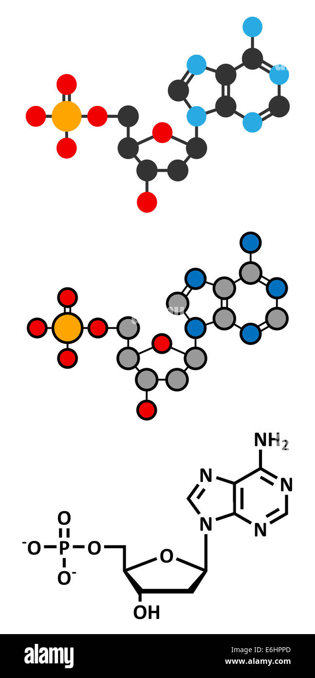 Deoxyadenosine monophosphate (dAMP) nucleotide molecule. DNA building ...