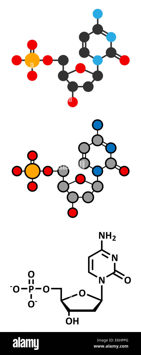 Deoxycytidine monophosphate (dCMP) nucleotide molecule. DNA building ...