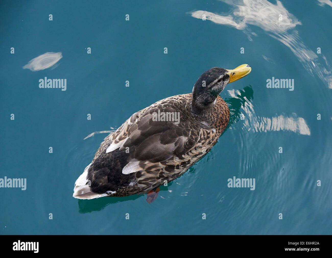 Duck in lake Garda, view from above Stock Photo - Alamy
