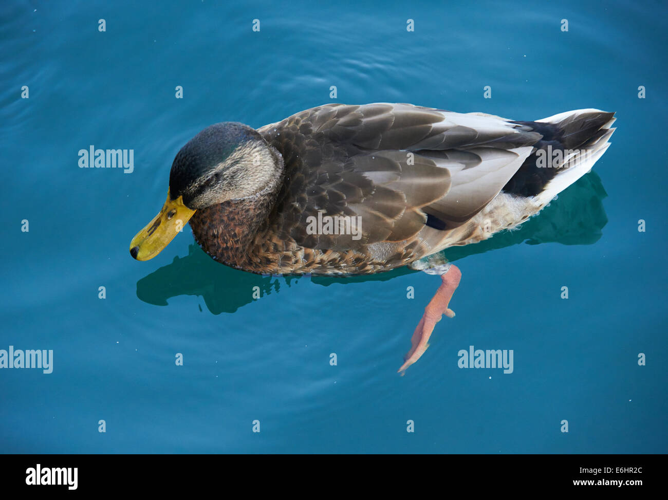 Duck in lake Garda, view from above Stock Photo - Alamy