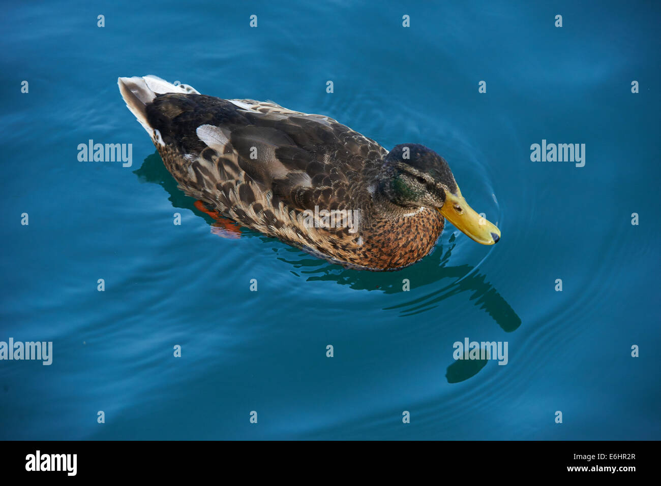 Duck in lake Garda, view from above Stock Photo - Alamy