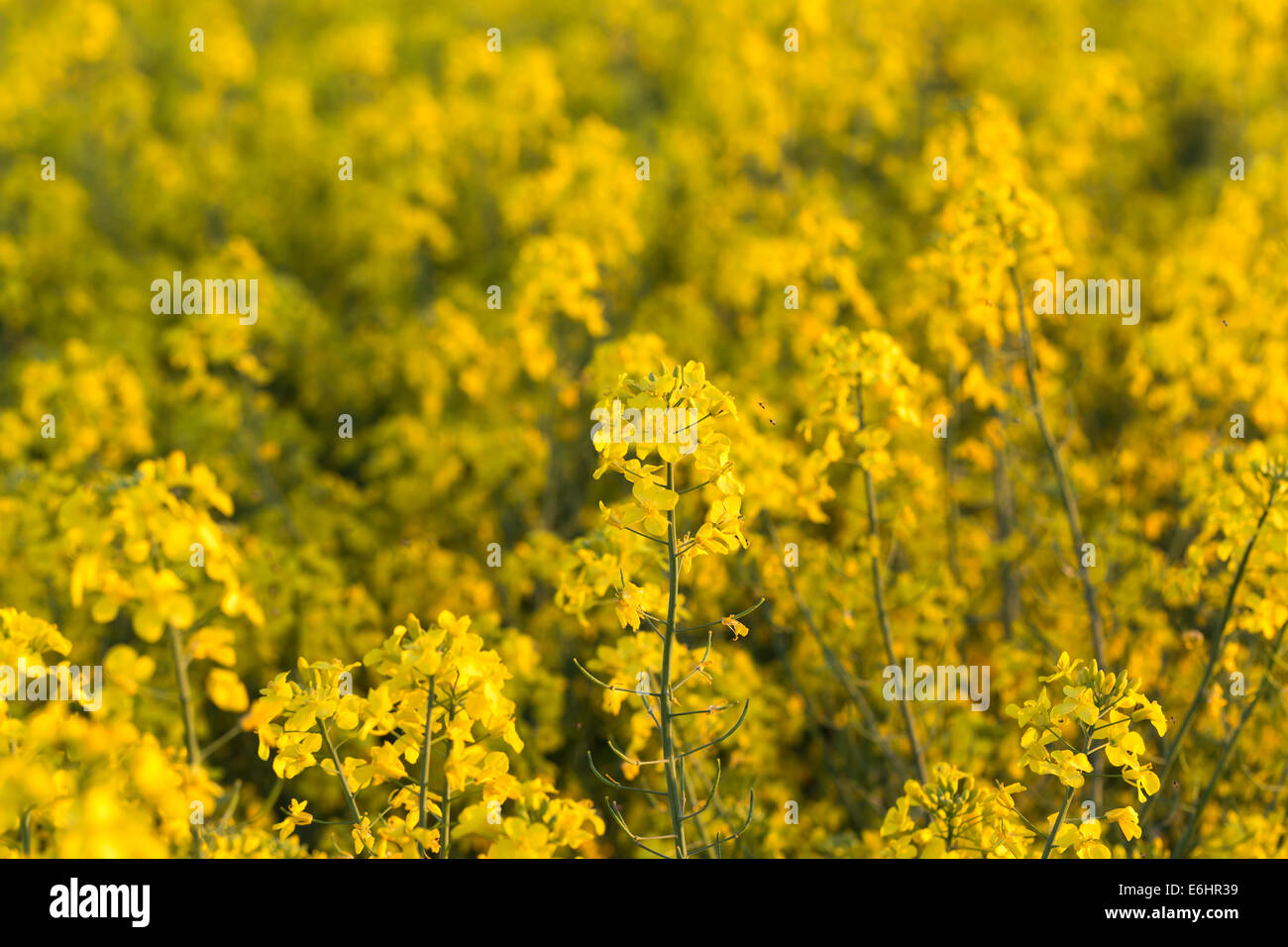 field of yellow rapeseed flowers at sunset Stock Photo - Alamy