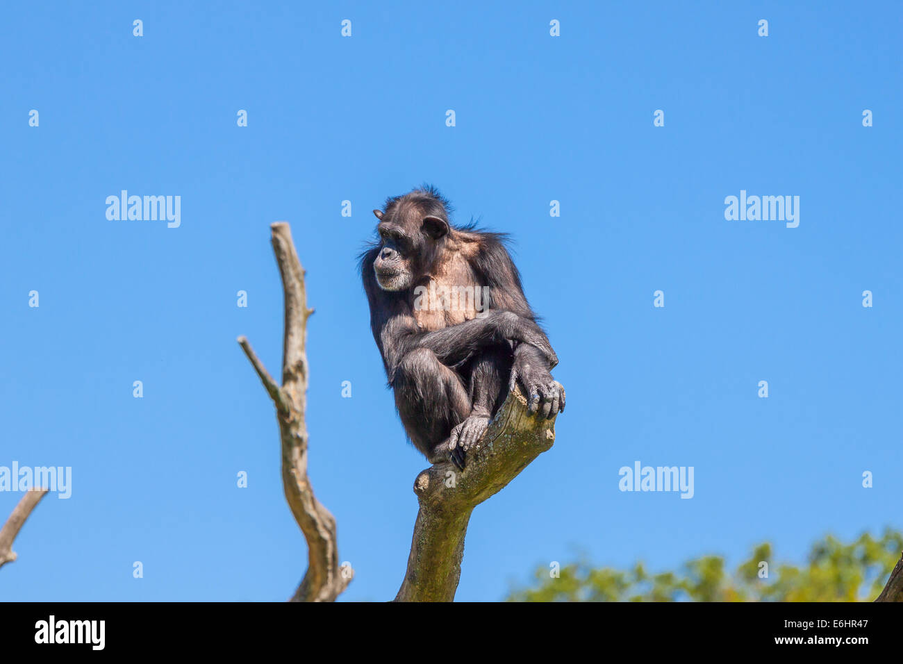Chimpanzee on a tree hi-res stock photography and images - Alamy