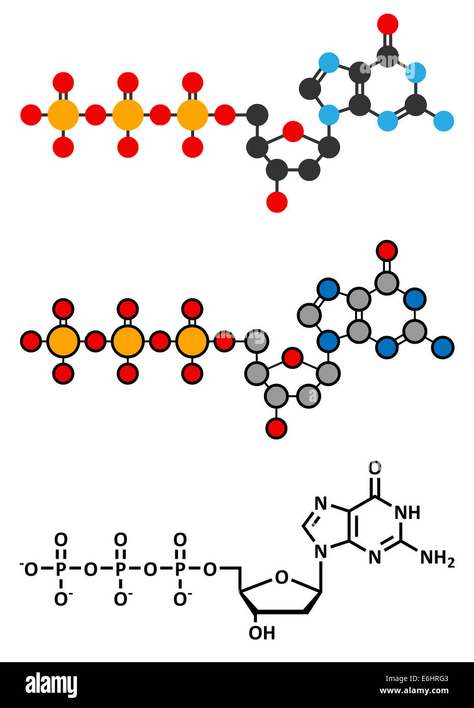 Deoxyguanosine triphosphate (dGTP) nucleotide molecule. DNA building ...