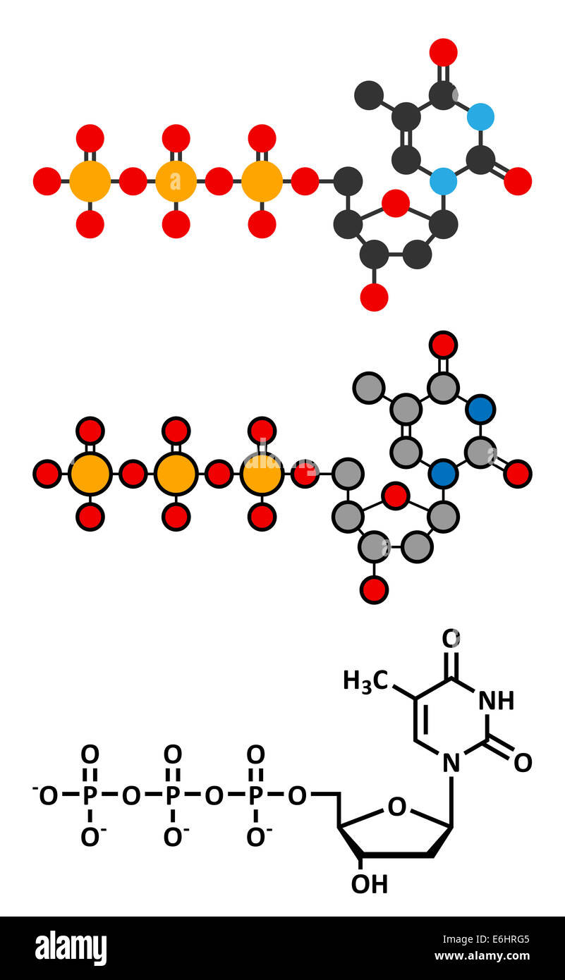 Thymidine triphosphate (TTP) nucleotide molecule. DNA building block ...