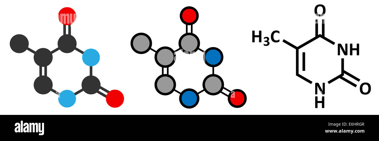 Thymine (T) nucleobase molecule. present in DNA. Stylized 2D renderings ...