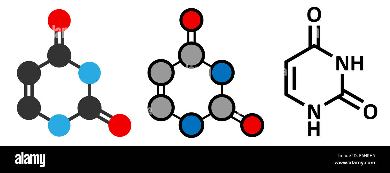 Uracil (U) nucleobase molecule. Present in ribonucleic acid (RNA ...