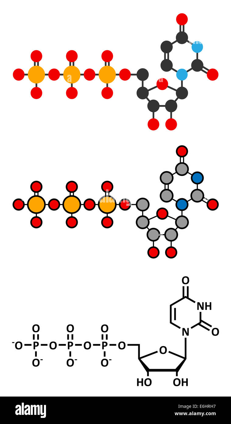Uridine triphosphate (UTP) nucleotide molecule. Building block of RNA ...