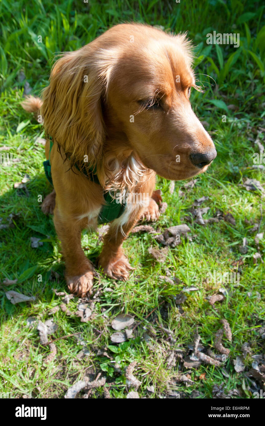 Sitting dog hi-res stock photography and images - Alamy
