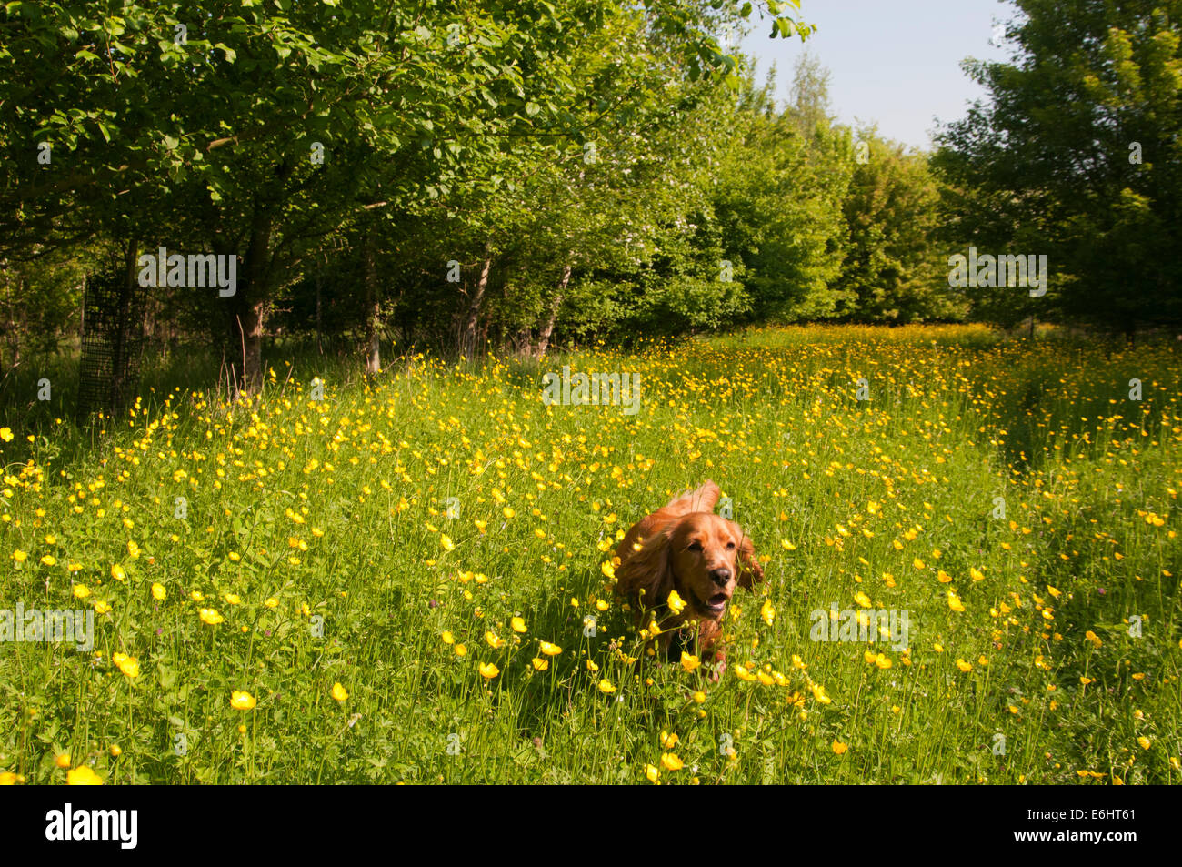 Dog running through flower meadow Stock Photo - Alamy