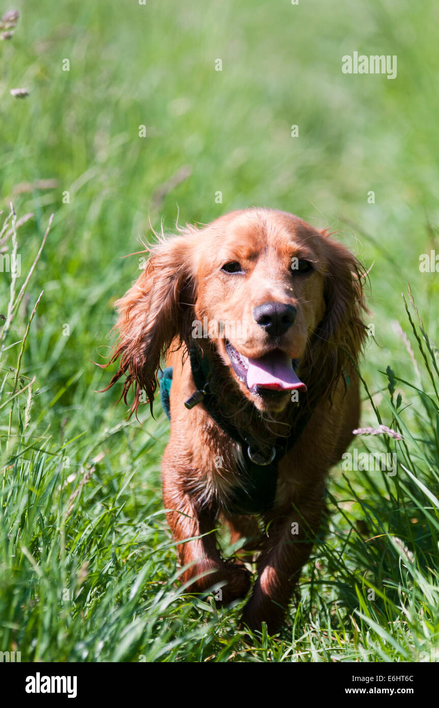 Dog running through grass hi-res stock photography and images - Alamy
