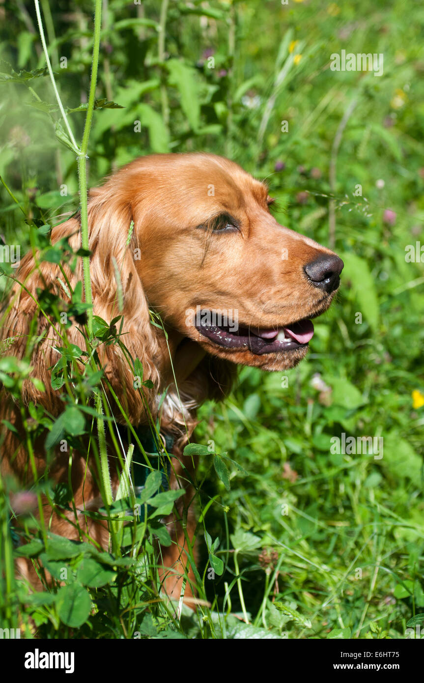 Sprocker spaniel hi-res stock photography and images - Alamy