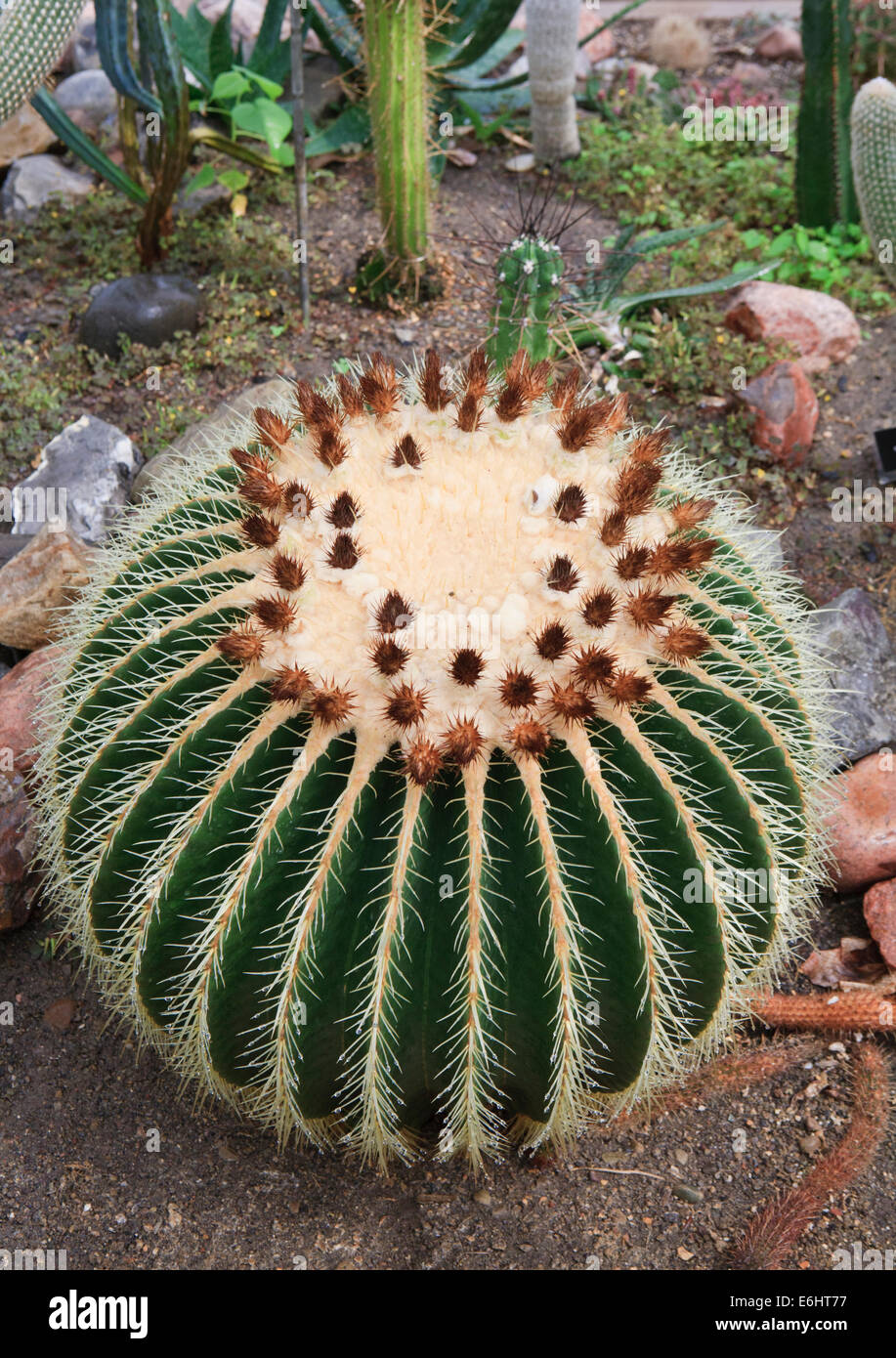 Big round cactus hi-res stock photography and images - Alamy