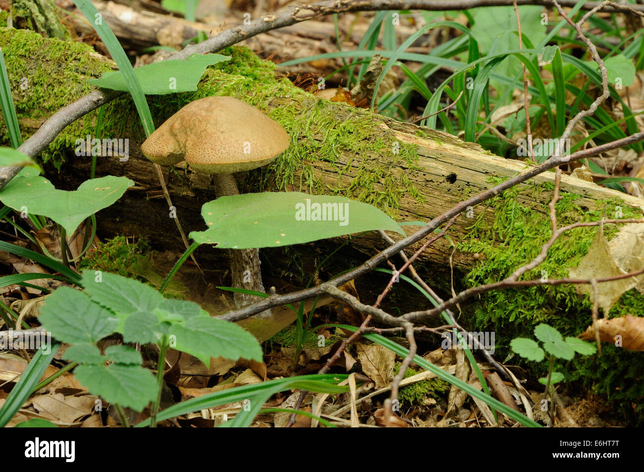 Real environment hi-res stock photography and images - Alamy