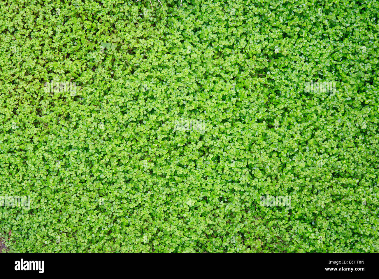 Green ground cover of small leaves Stock Photo - Alamy