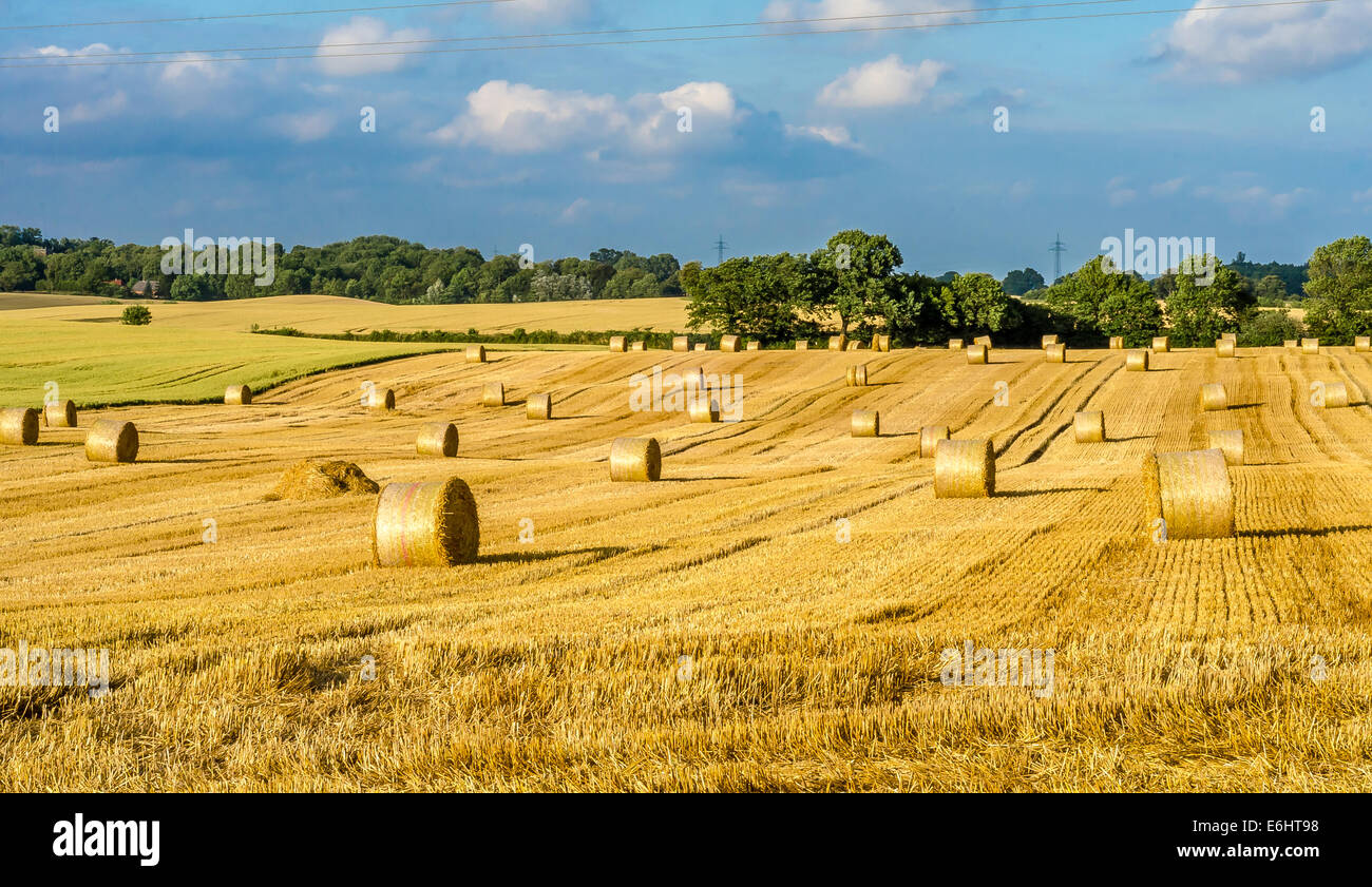 Hay bales rolled and ready for action Stock Photo - Alamy