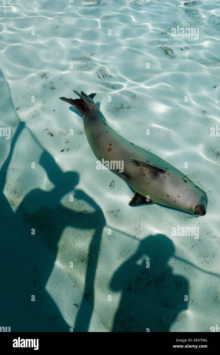 Seal people hi-res stock photography and images - Alamy