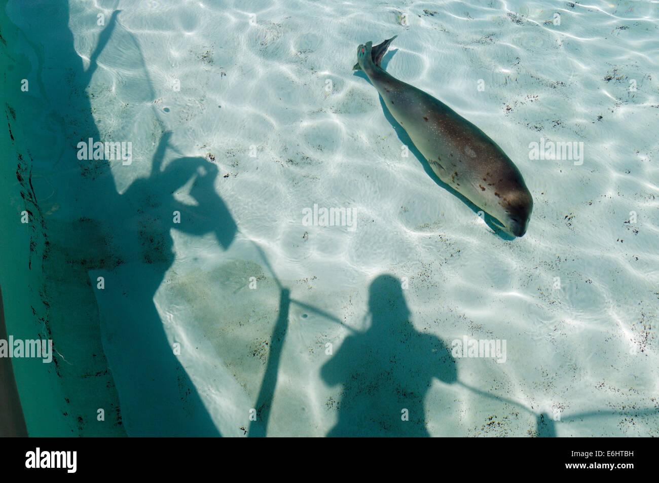The shadow of people looking at a seal in an aquarium pool Stock Photo ...