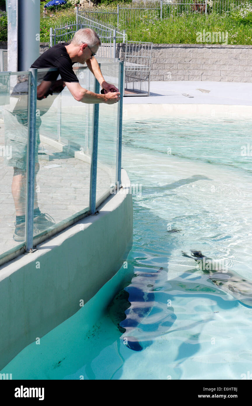 A man photographing seals in their pool at Quebec City Aquarium Stock ...