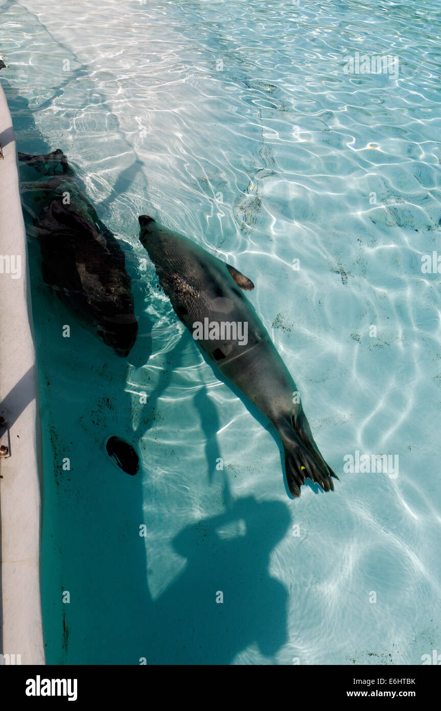 The shadow of people looking at a seal in an aquarium pool Stock Photo ...