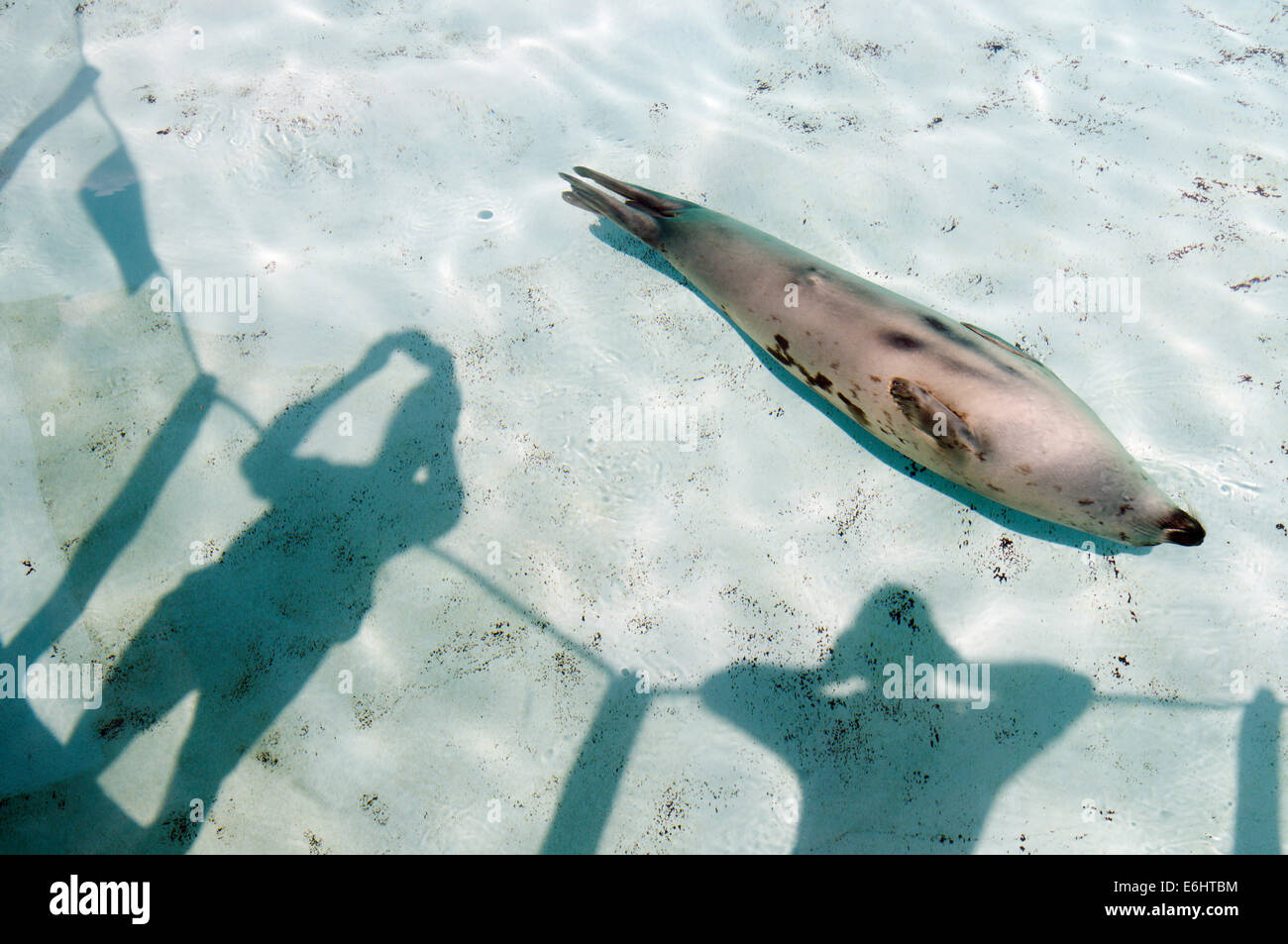 The shadow of people looking at a seal in an aquarium pool Stock Photo ...