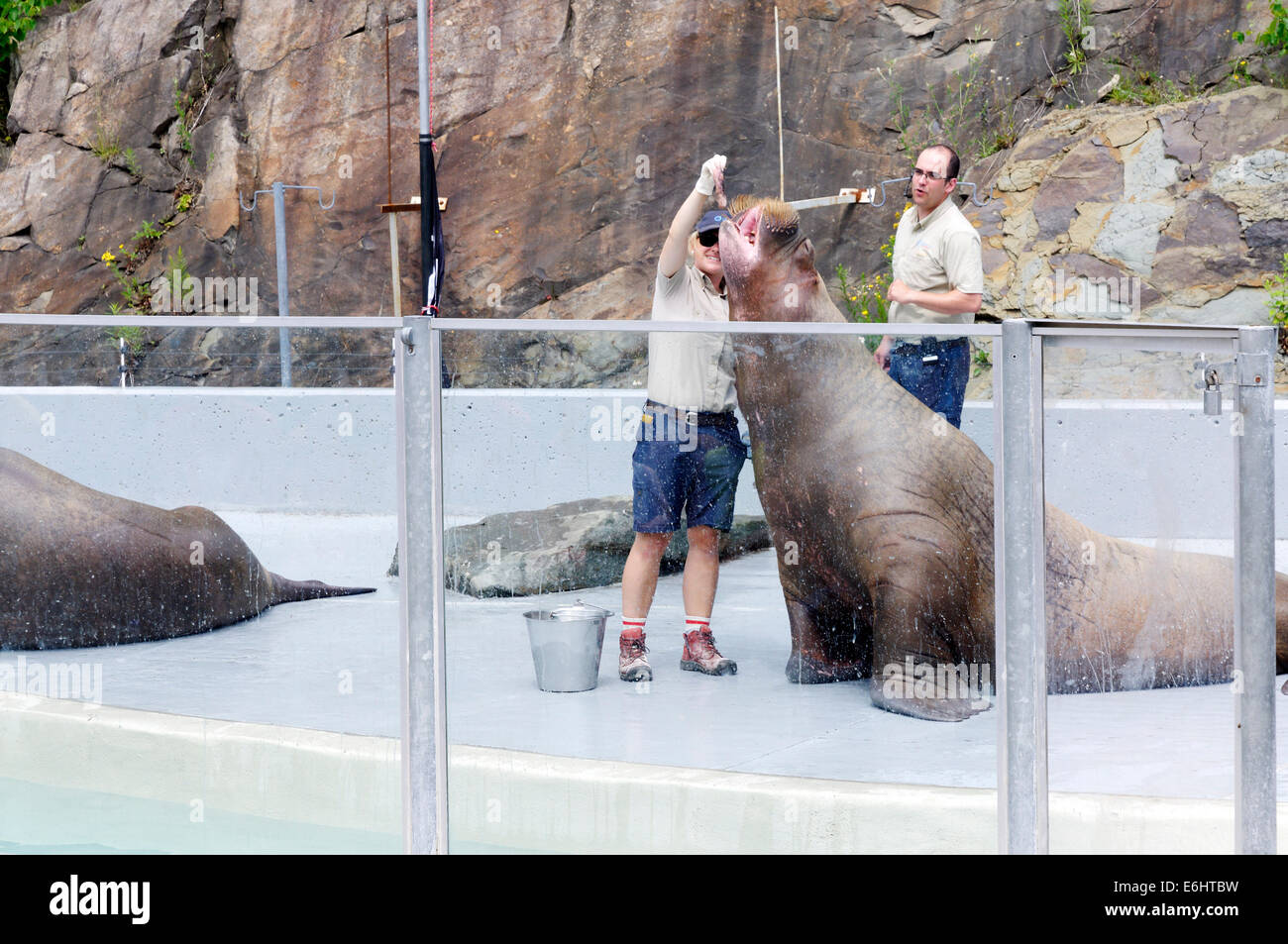 A zoo keeper feeding a walrus at Quebec City aquarium Stock Photo - Alamy