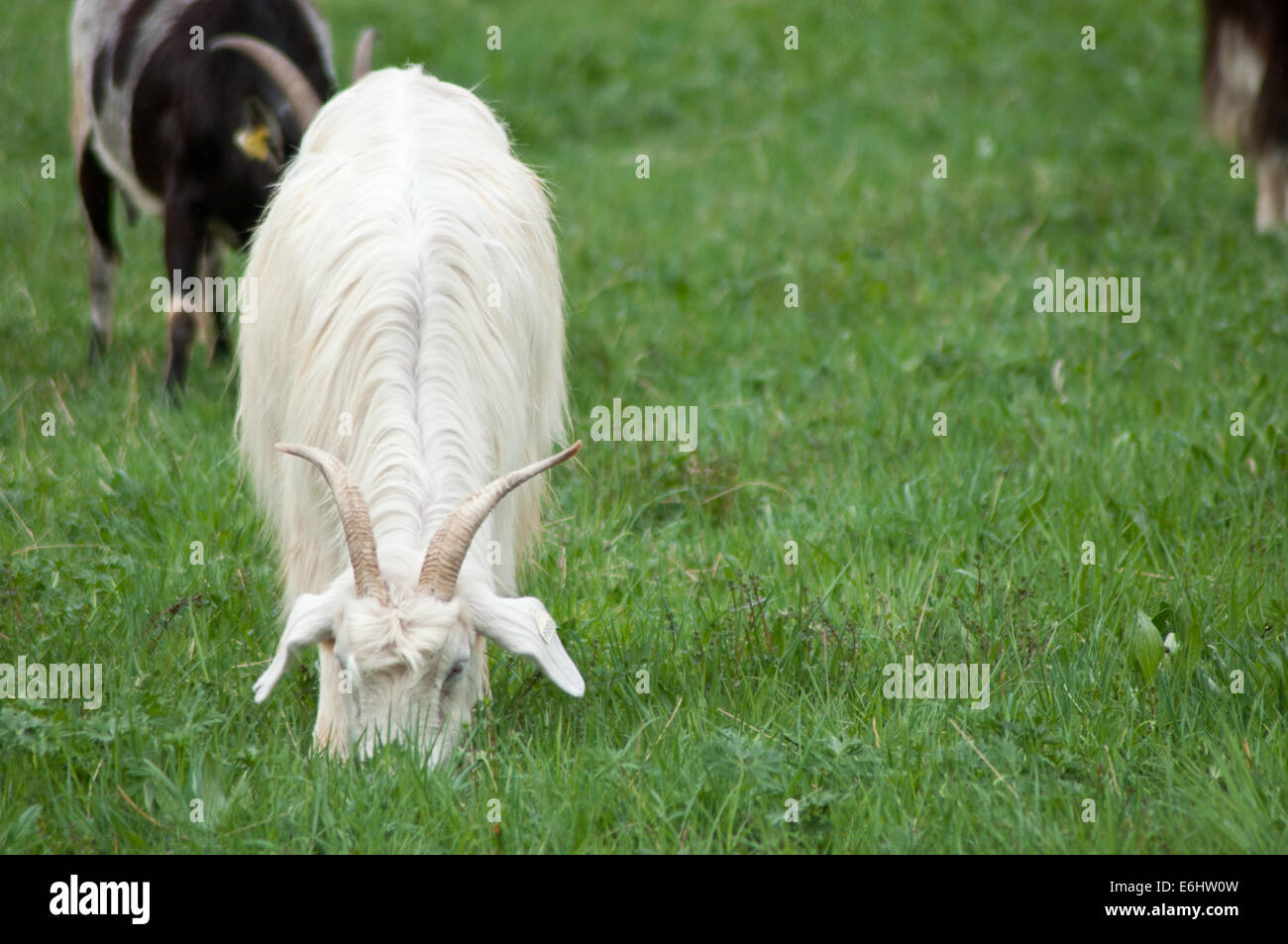 Goats in field Stock Photo - Alamy