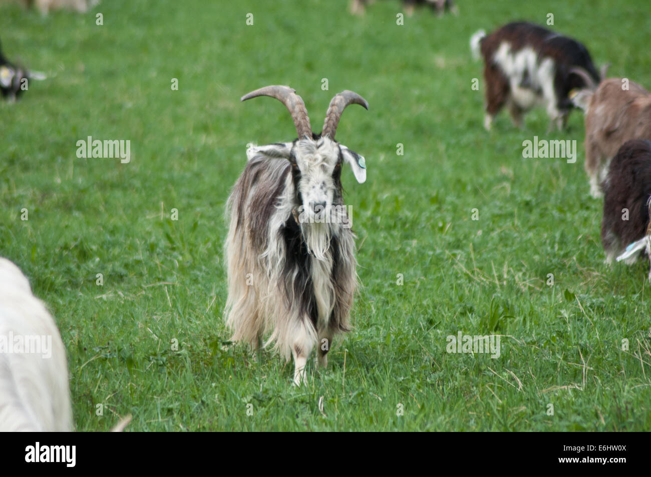 Goats in field Stock Photo - Alamy