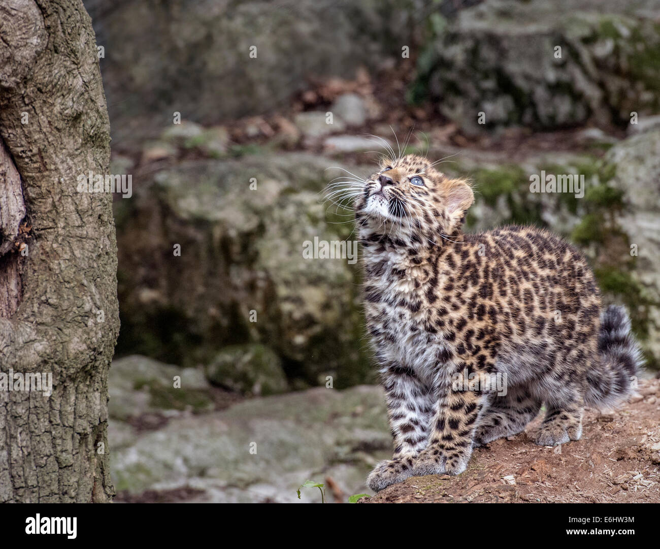Female Amur leopard cub looking up Stock Photo - Alamy