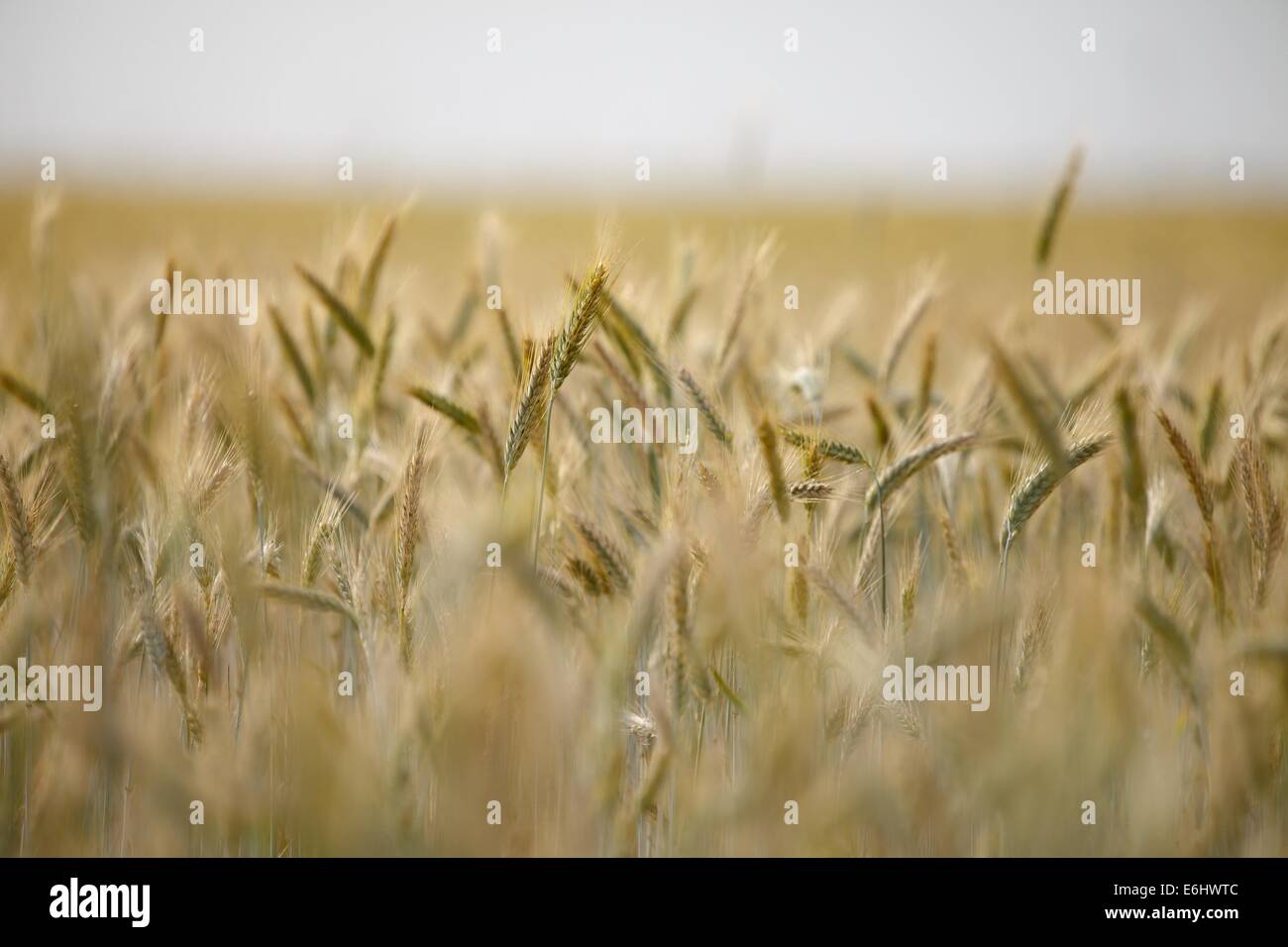Ear wheat country life hi-res stock photography and images - Alamy