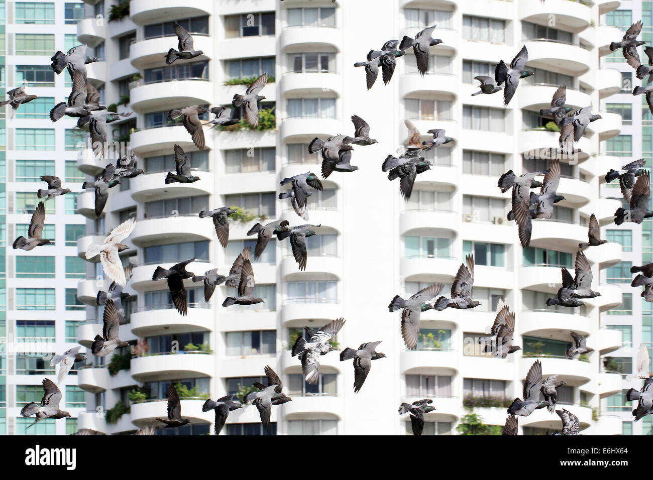 group of flying pigeon with building background Stock Photo - Alamy