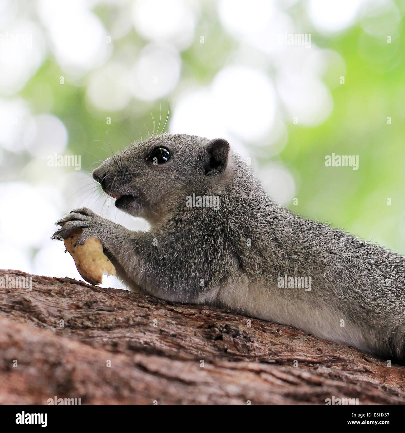 Peanut tree hi-res stock photography and images - Alamy