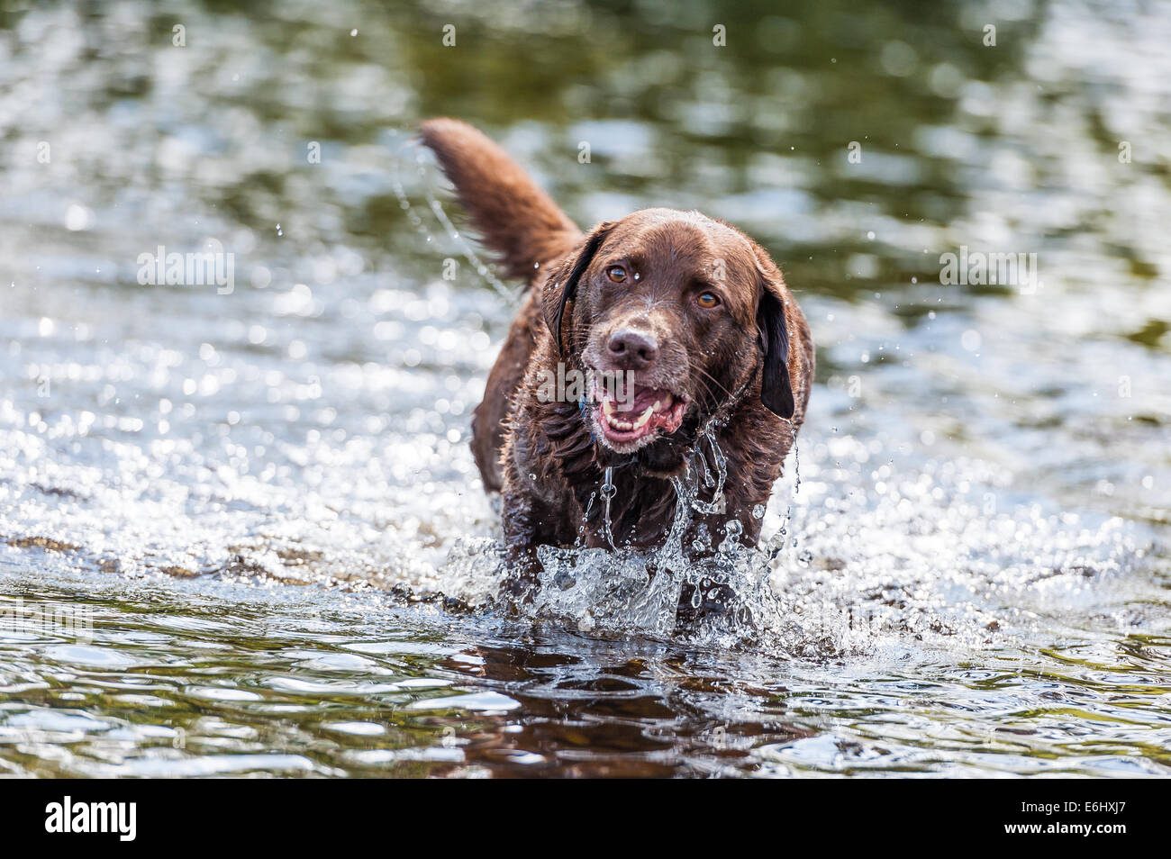Labrador running through the water in the river Wharfe at Bolton Abbey ...