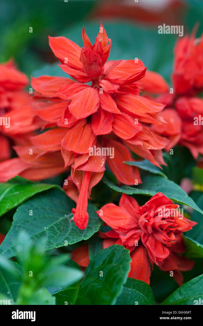 Red salvia flowers (Salvia splendens Stock Photo - Alamy