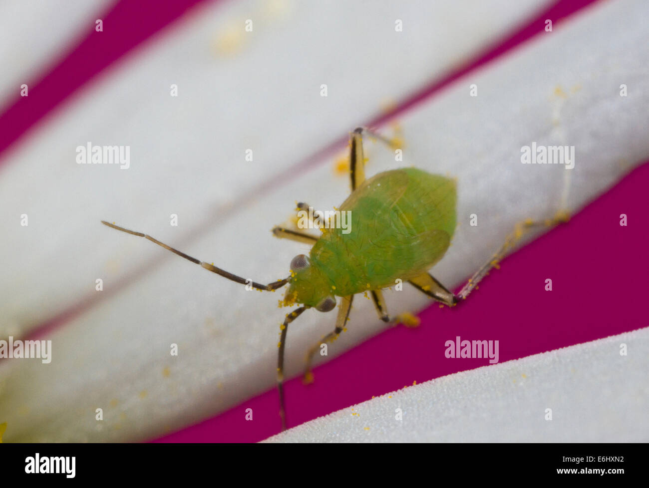 Mirid nymph (Miridae sp.) on a daisy Stock Photo - Alamy