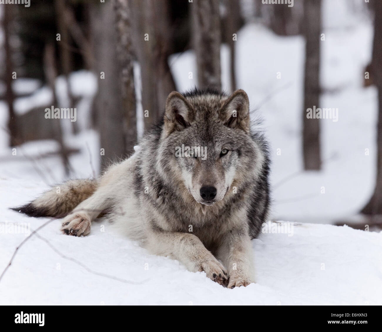 Hungry Wolf Stock Photo - Alamy