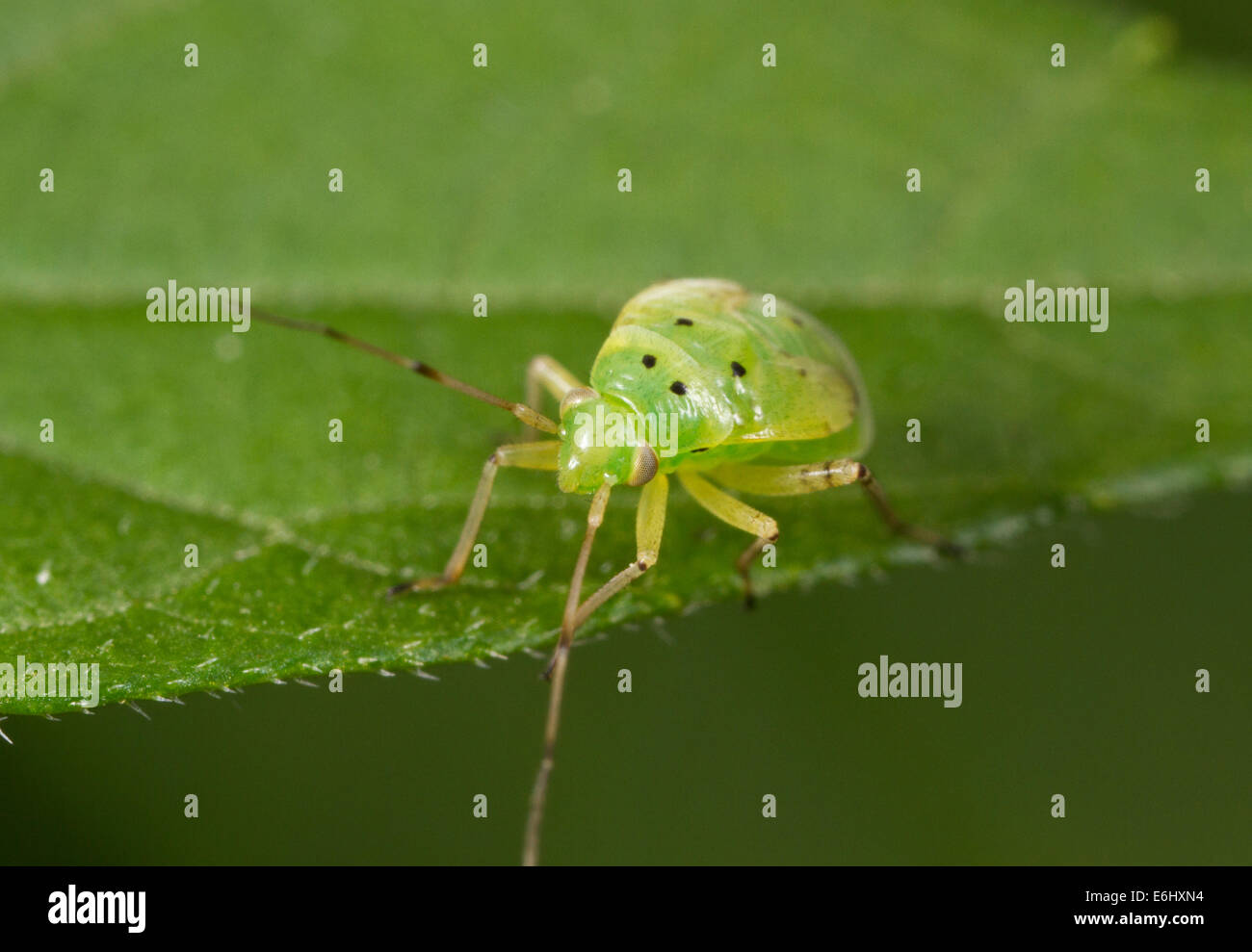 Lygus sp. nymph on a leaf Stock Photo - Alamy