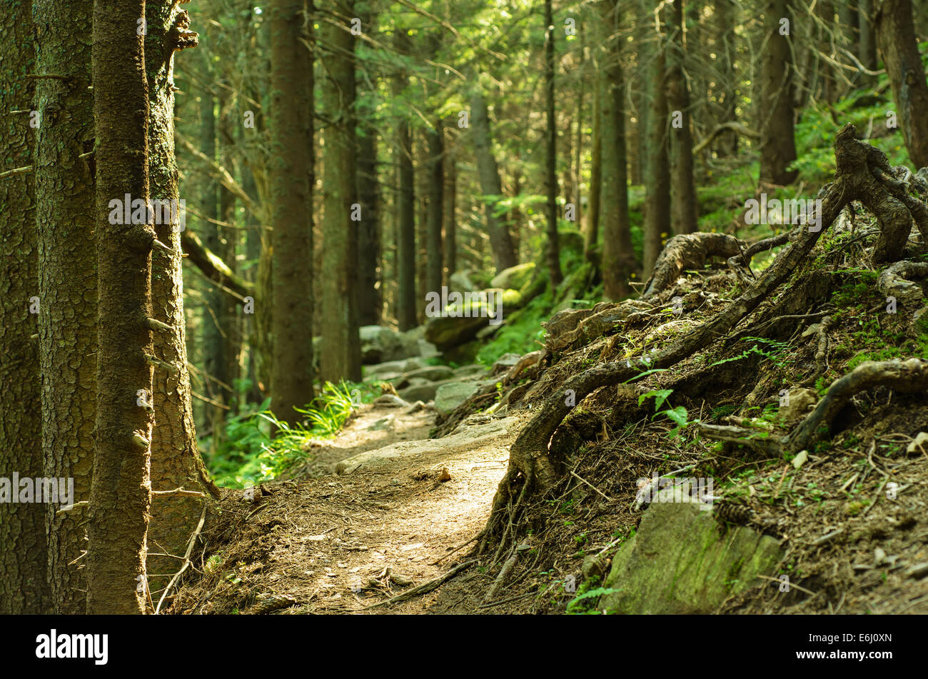 Dense green forest Stock Photo - Alamy