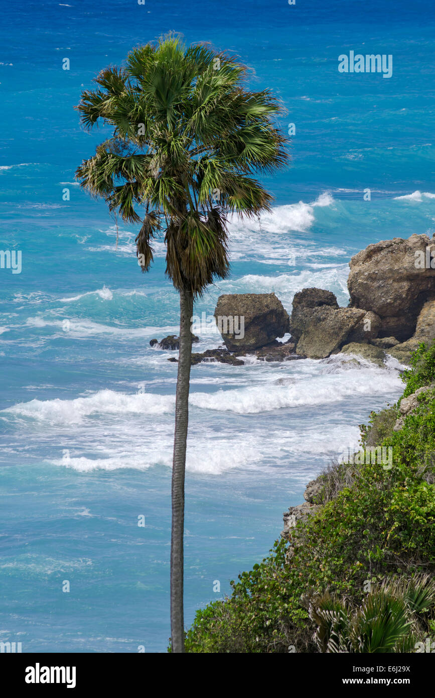 Ocean view palm tree hi-res stock photography and images - Alamy